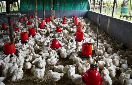 Top 10 Poultry Farming Challenges in Nigeria, Kenya & Africa ...