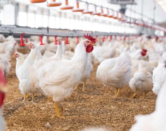 Most Profitable Poultry Farming in Nigeria - Naijaonlinebiz