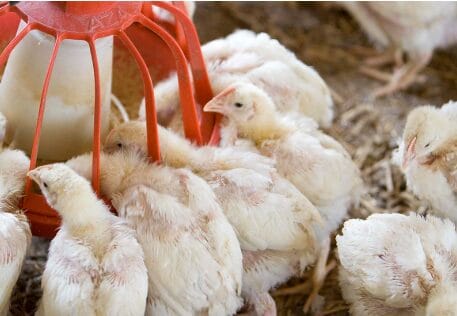 Starting Broiler Poultry Farming in Nigeria (complete Guide ...